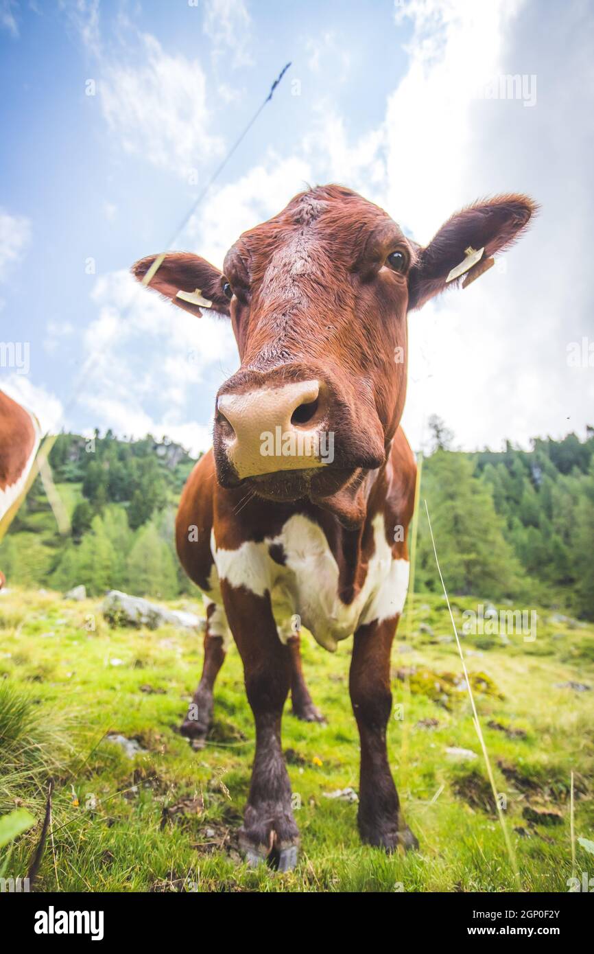 Funny wide angle close up of a curious cow Stock Photo - Alamy