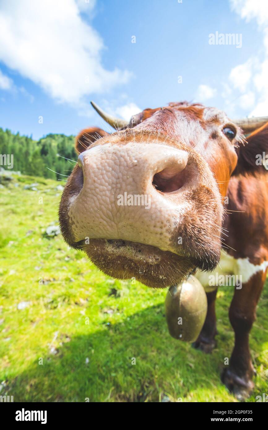 Funny wide angle close up of a curious cow Stock Photo - Alamy