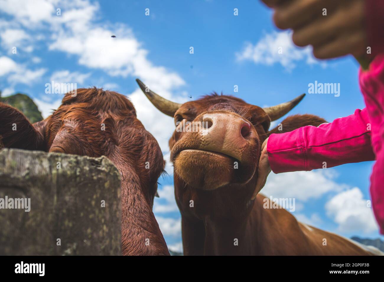Funny wide angle close up of a curious cow Stock Photo - Alamy