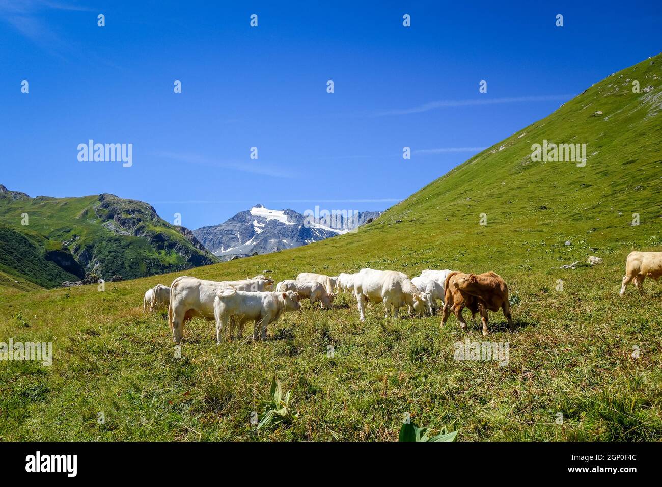 Tarentaise cattle hi-res stock photography and images - Alamy