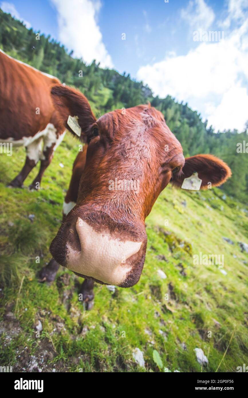 Funny wide angle close up of a curious cow Stock Photo - Alamy