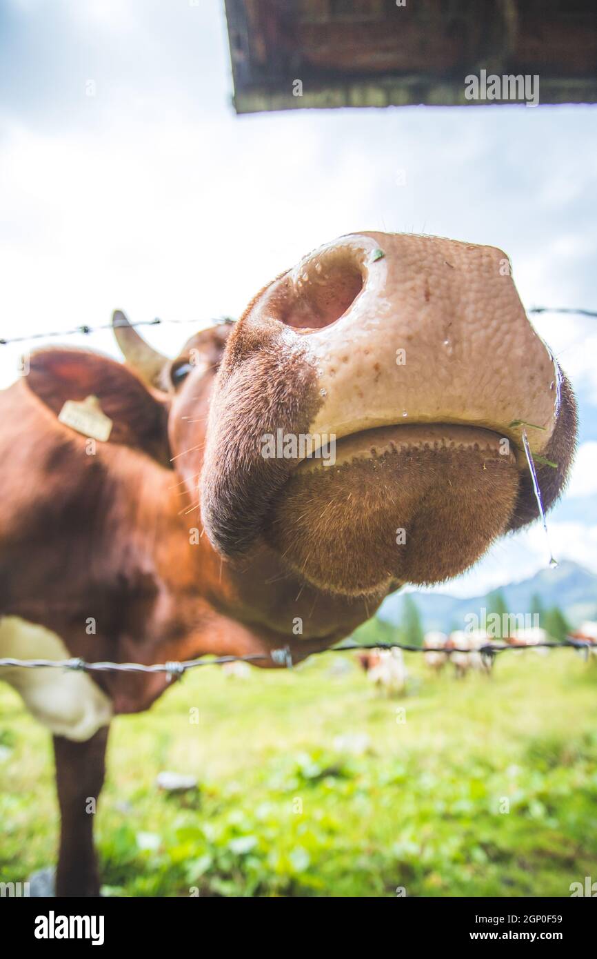 Funny wide angle close hi-res stock photography and images - Alamy