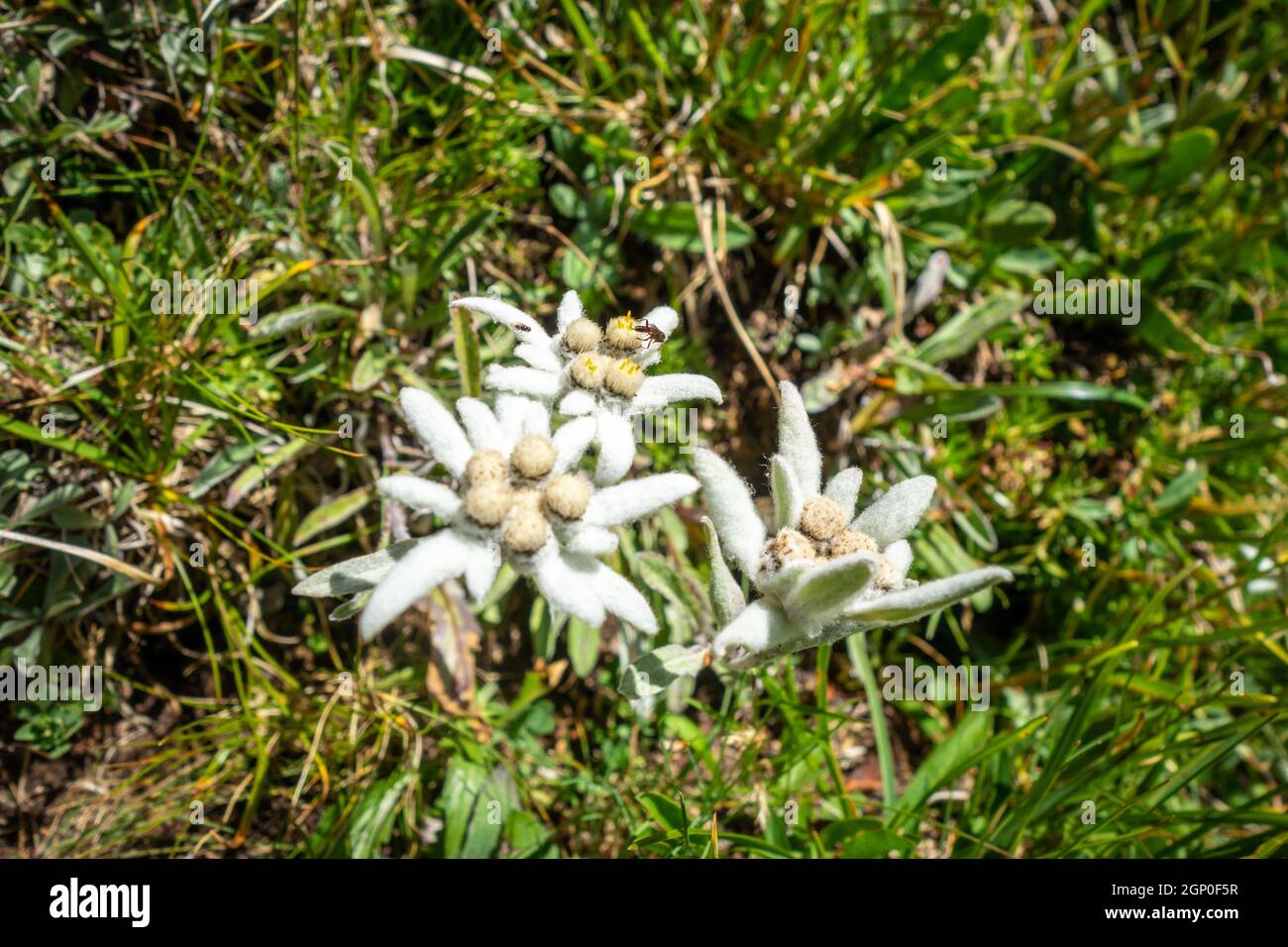 Edelweiss flowers close up view in Vanoise national Park, France Stock ...