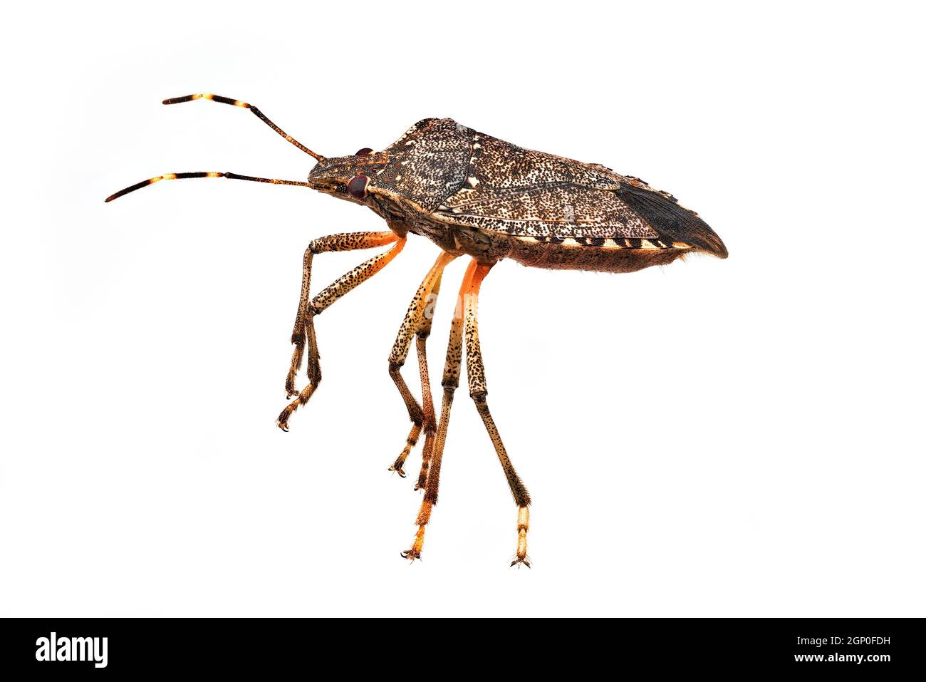 Bug Extreme Close Up, studio shot of vermin isolated with white ...