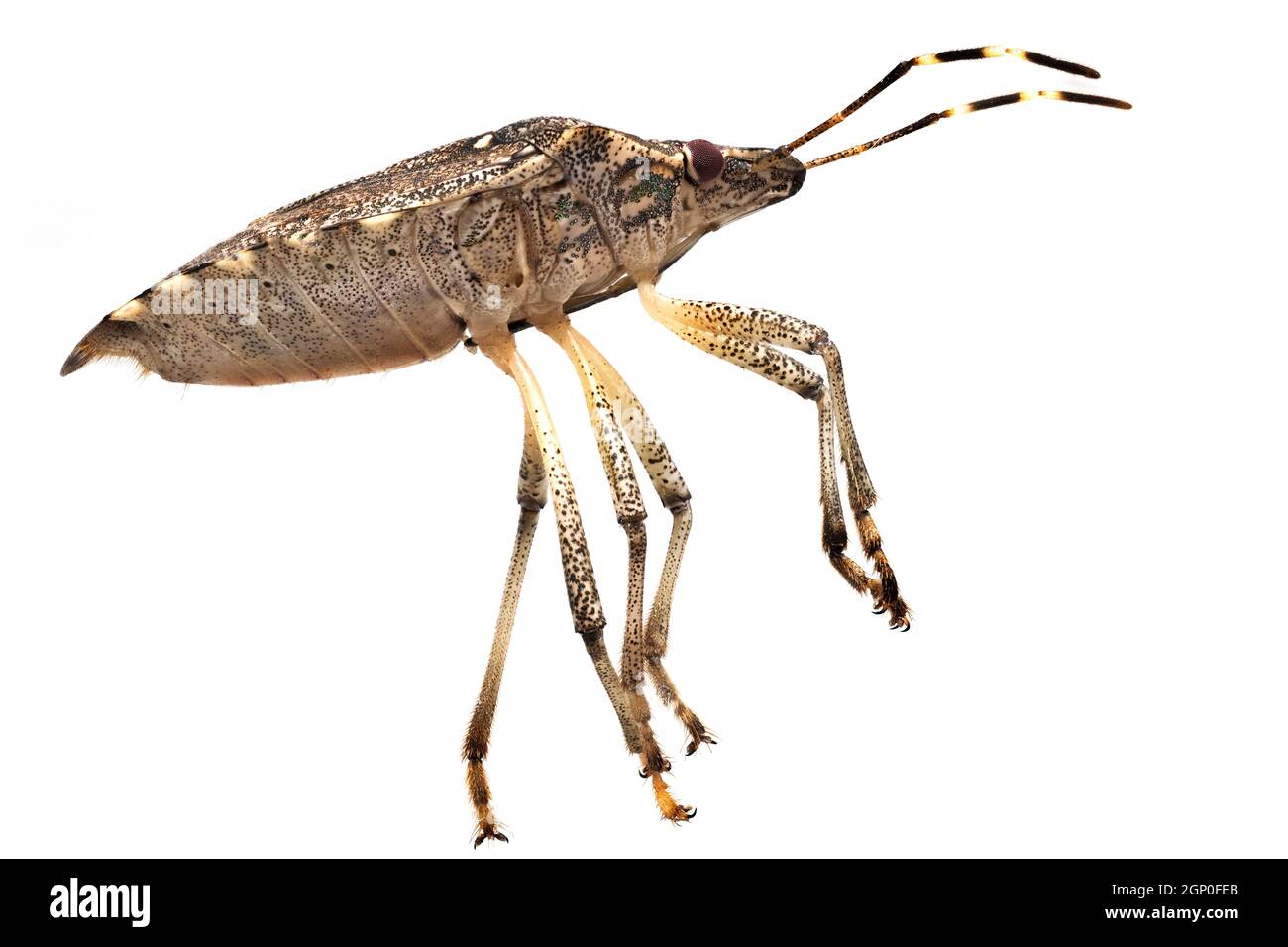Bug Extreme Close Up, studio shot of vermin isolated with white ...