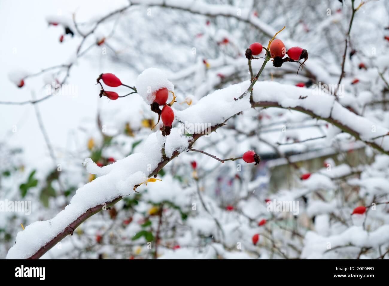 Red rose hips in winter with frost and snow Stock Photo - Alamy