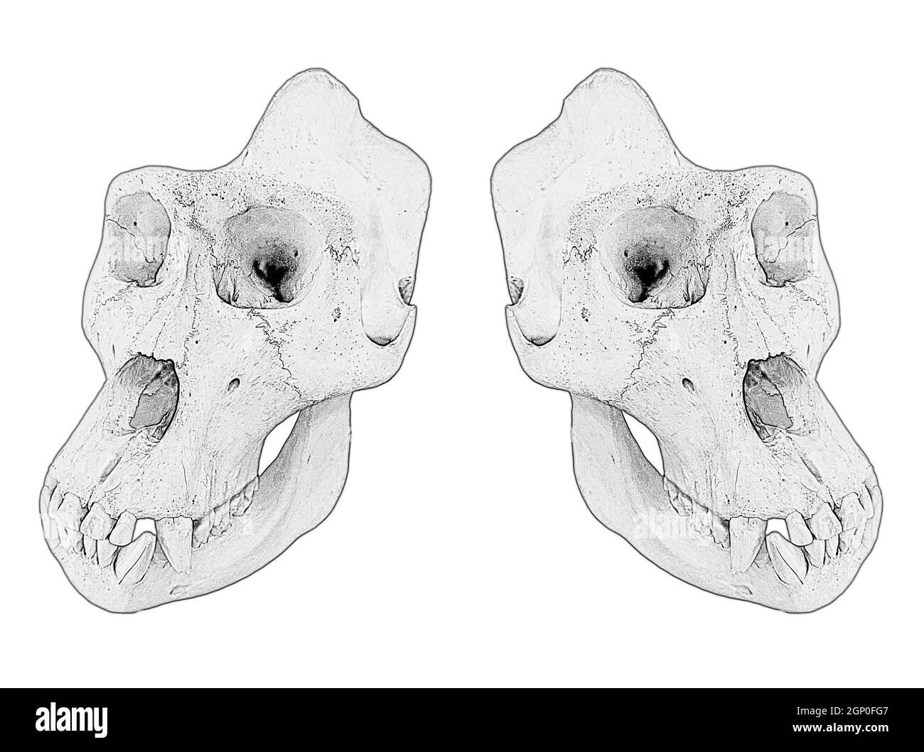 Australopithecus skull illustration hi-res stock photography and images ...