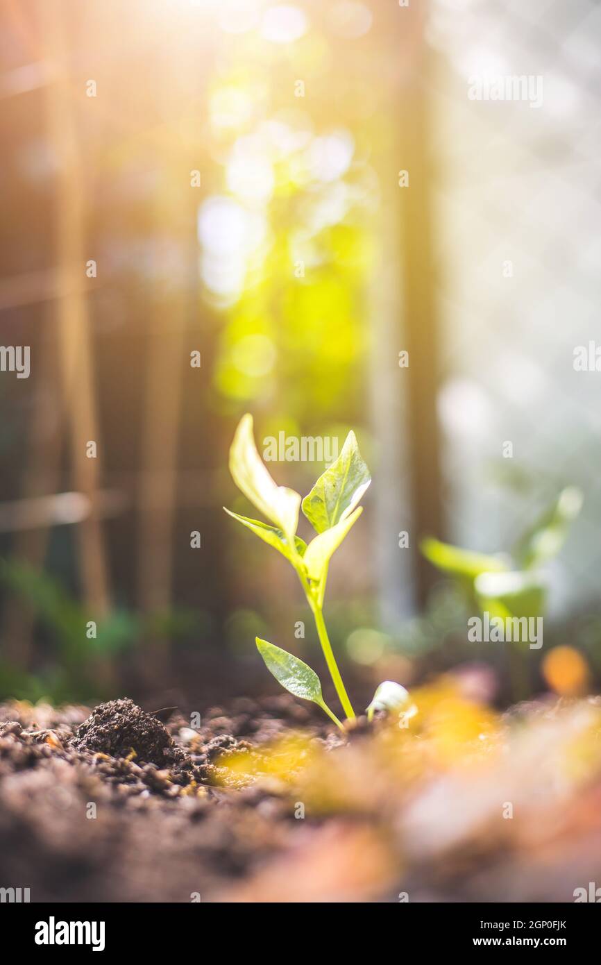 Young plant is growing in the sunlight Stock Photo - Alamy