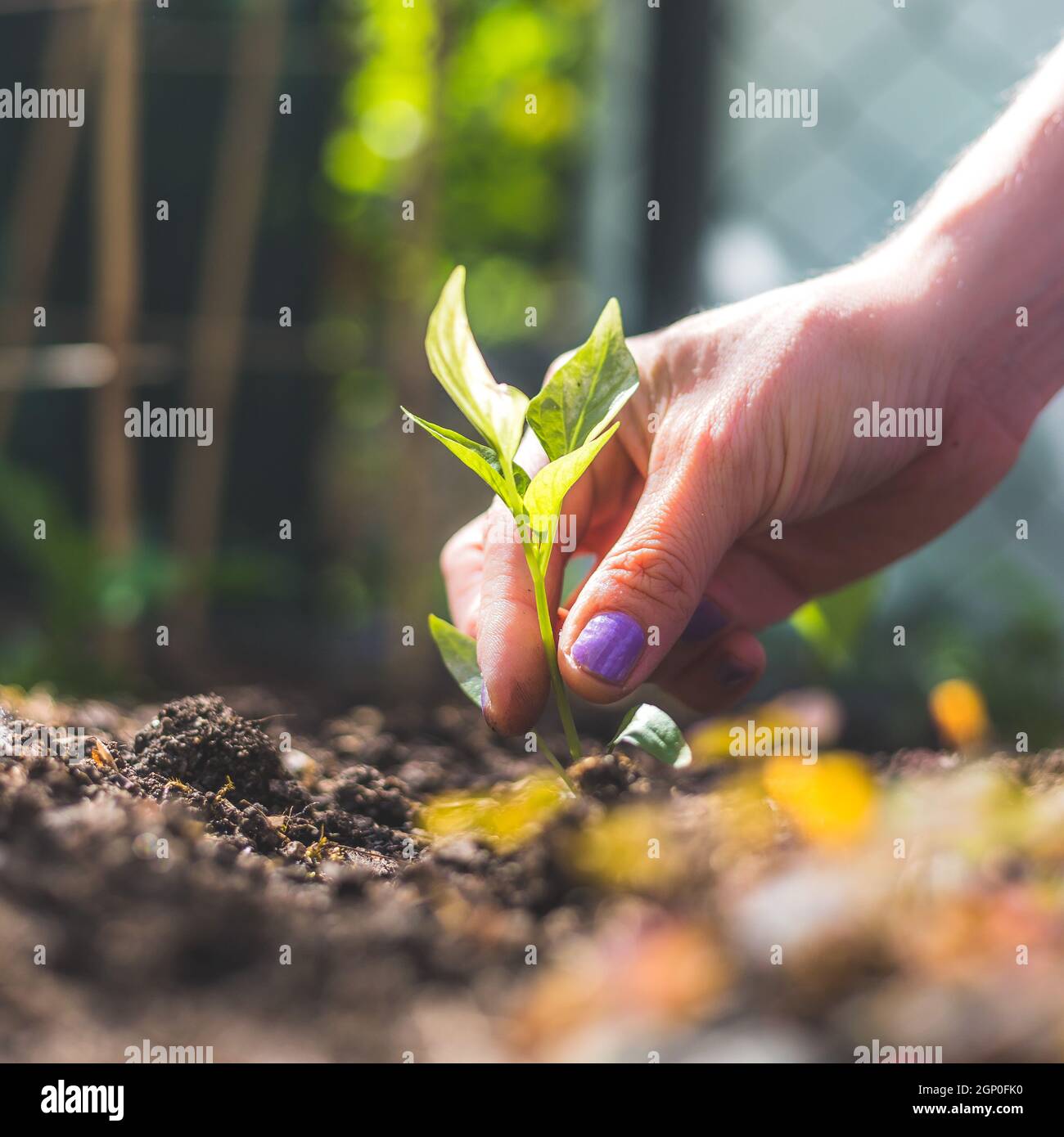 Hands planting a young fresh seedling in the ground Stock Photo - Alamy