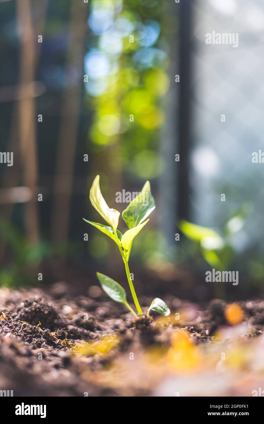 Young plant is growing in the sunlight Stock Photo - Alamy