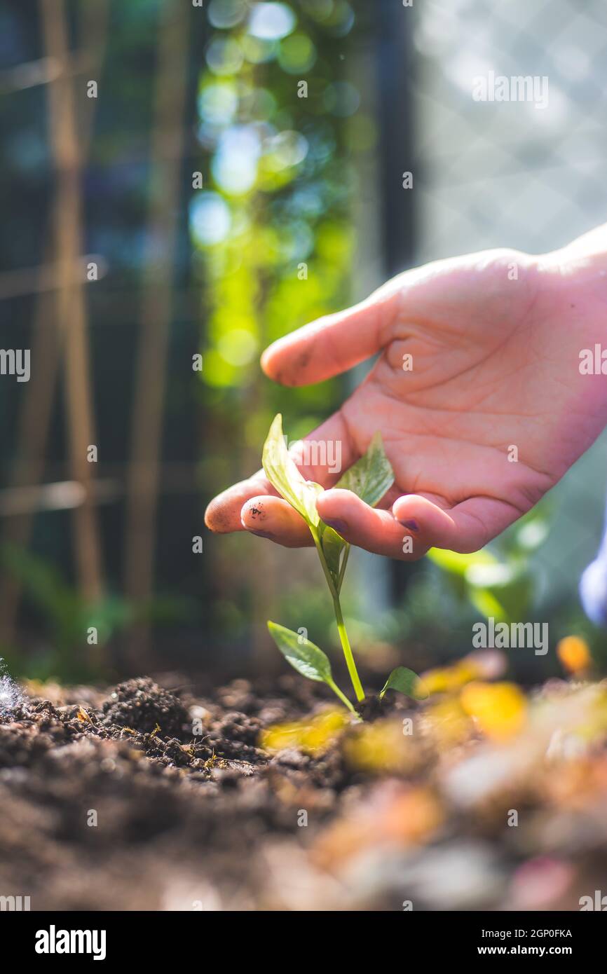 Hands planting a young fresh seedling in the ground Stock Photo - Alamy