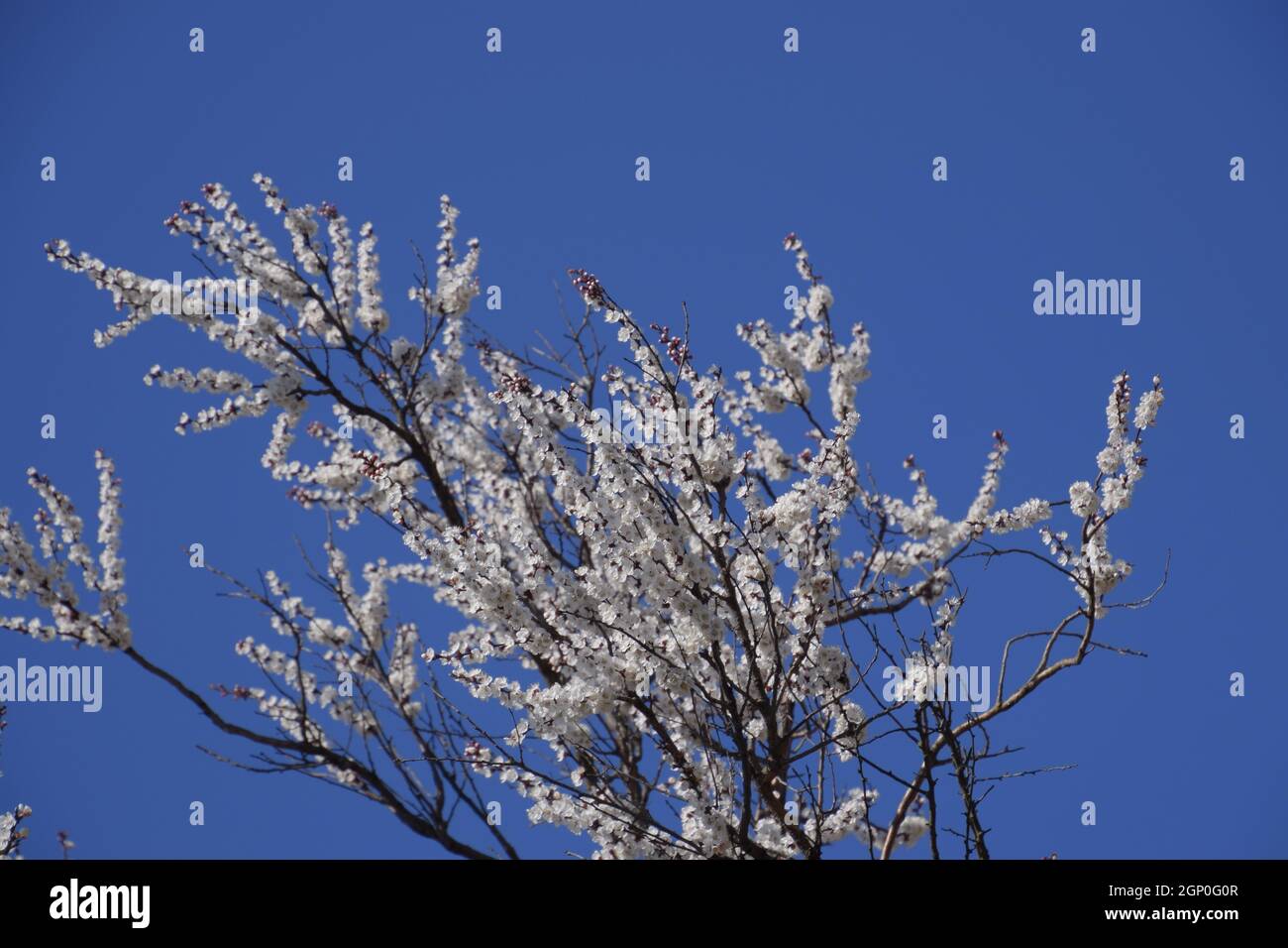 Blooming wild apricot in the garden. Spring flowering trees ...