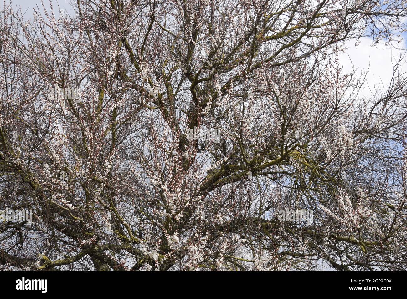 Blooming wild apricot in the garden. Spring flowering trees ...