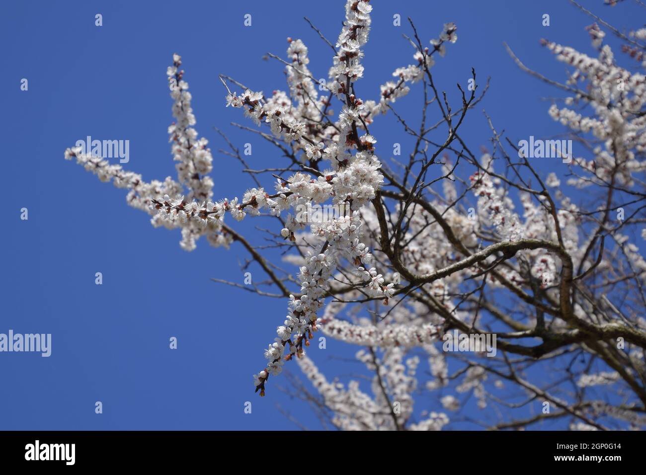 Blooming wild apricot in the garden. Spring flowering trees ...