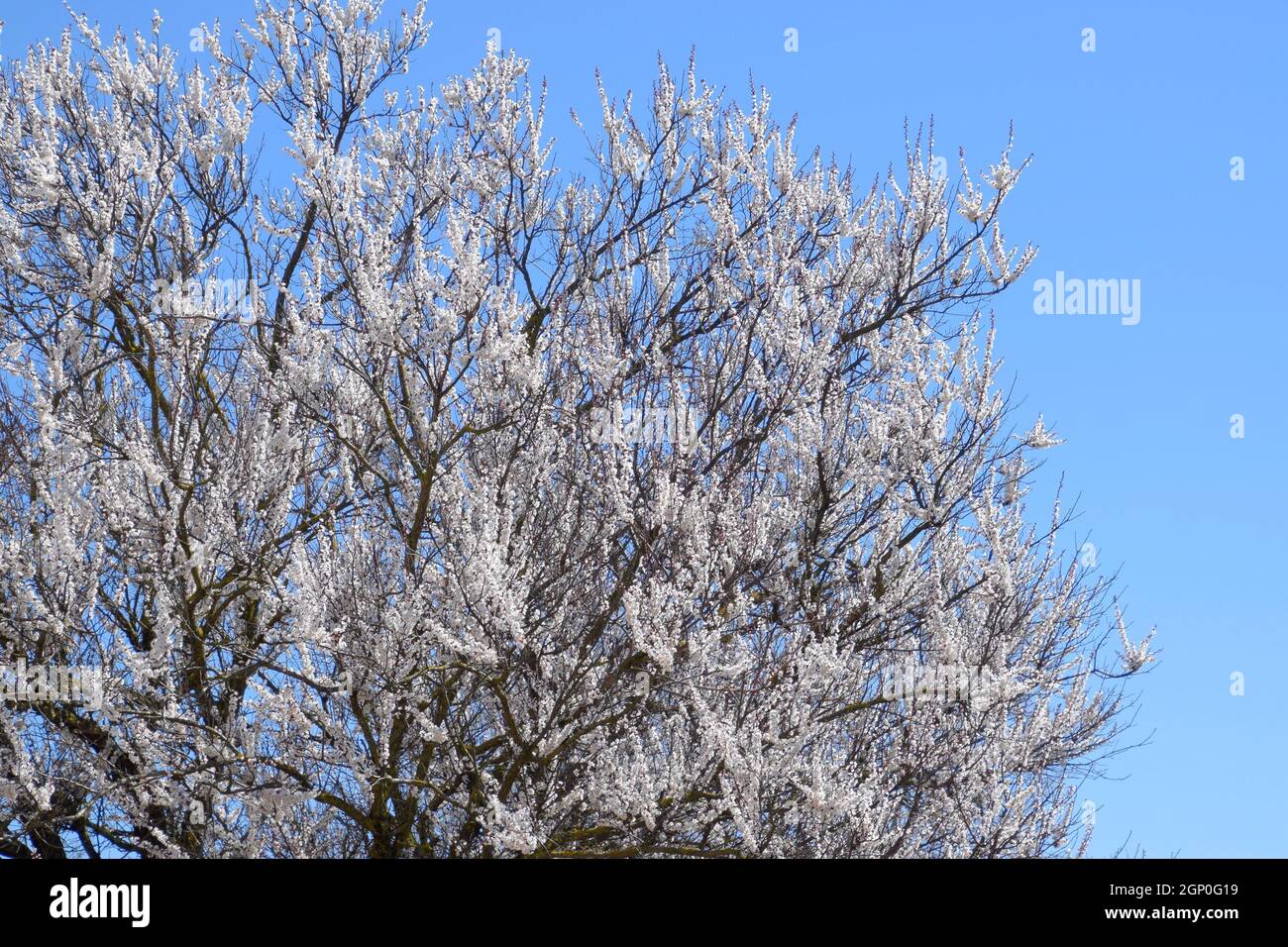 Blooming wild apricot in the garden. Spring flowering trees ...