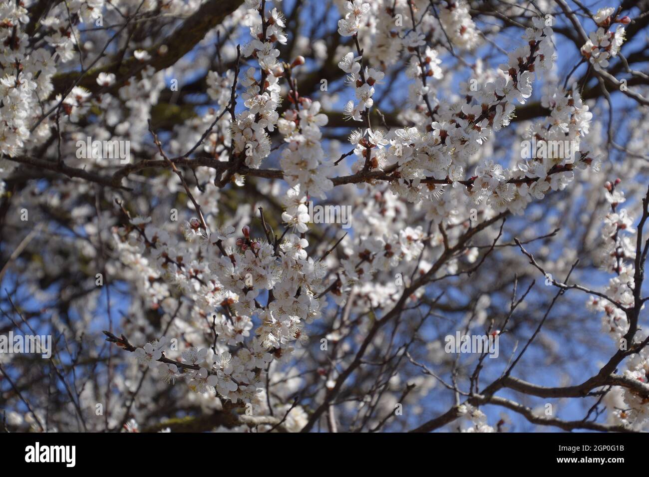 Blooming wild apricot in the garden. Spring flowering trees ...