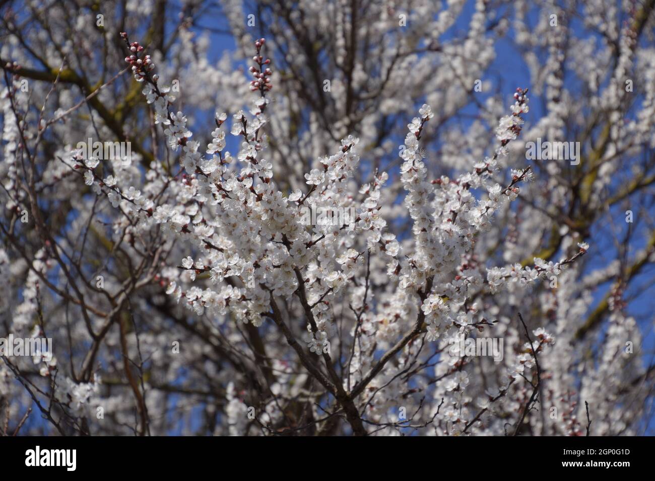Blooming wild apricot in the garden. Spring flowering trees ...