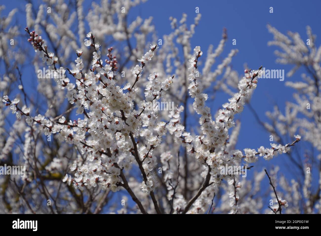 Blooming wild apricot in the garden. Spring flowering trees ...