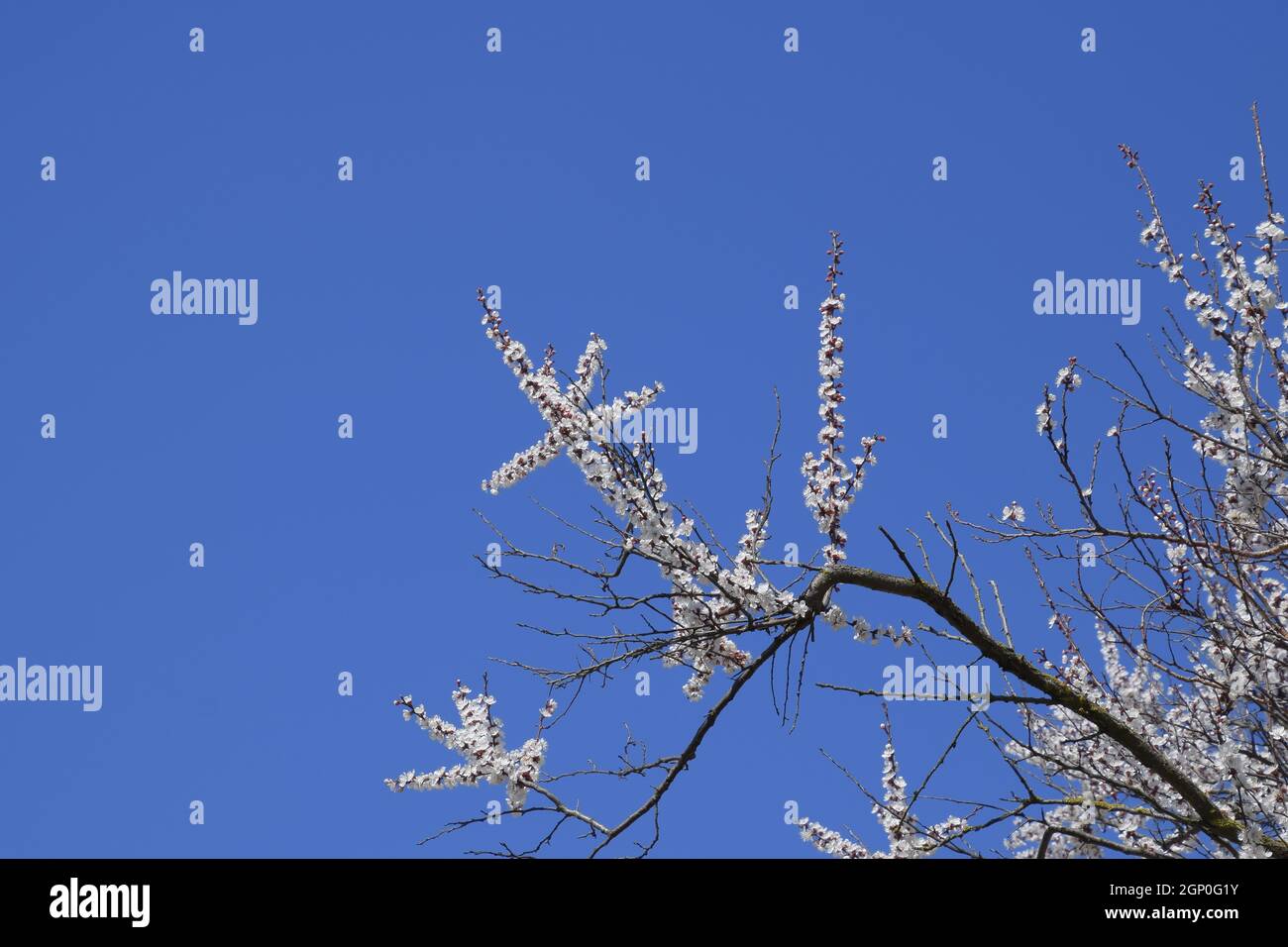Blooming wild apricot in the garden. Spring flowering trees ...