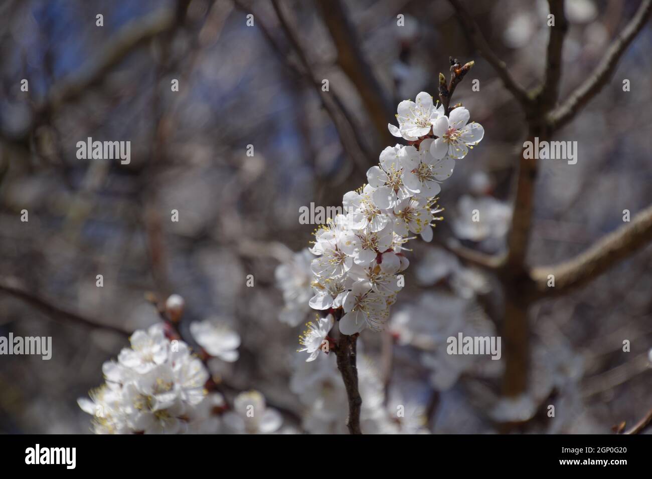 Blooming wild apricot in the garden. Spring flowering trees ...