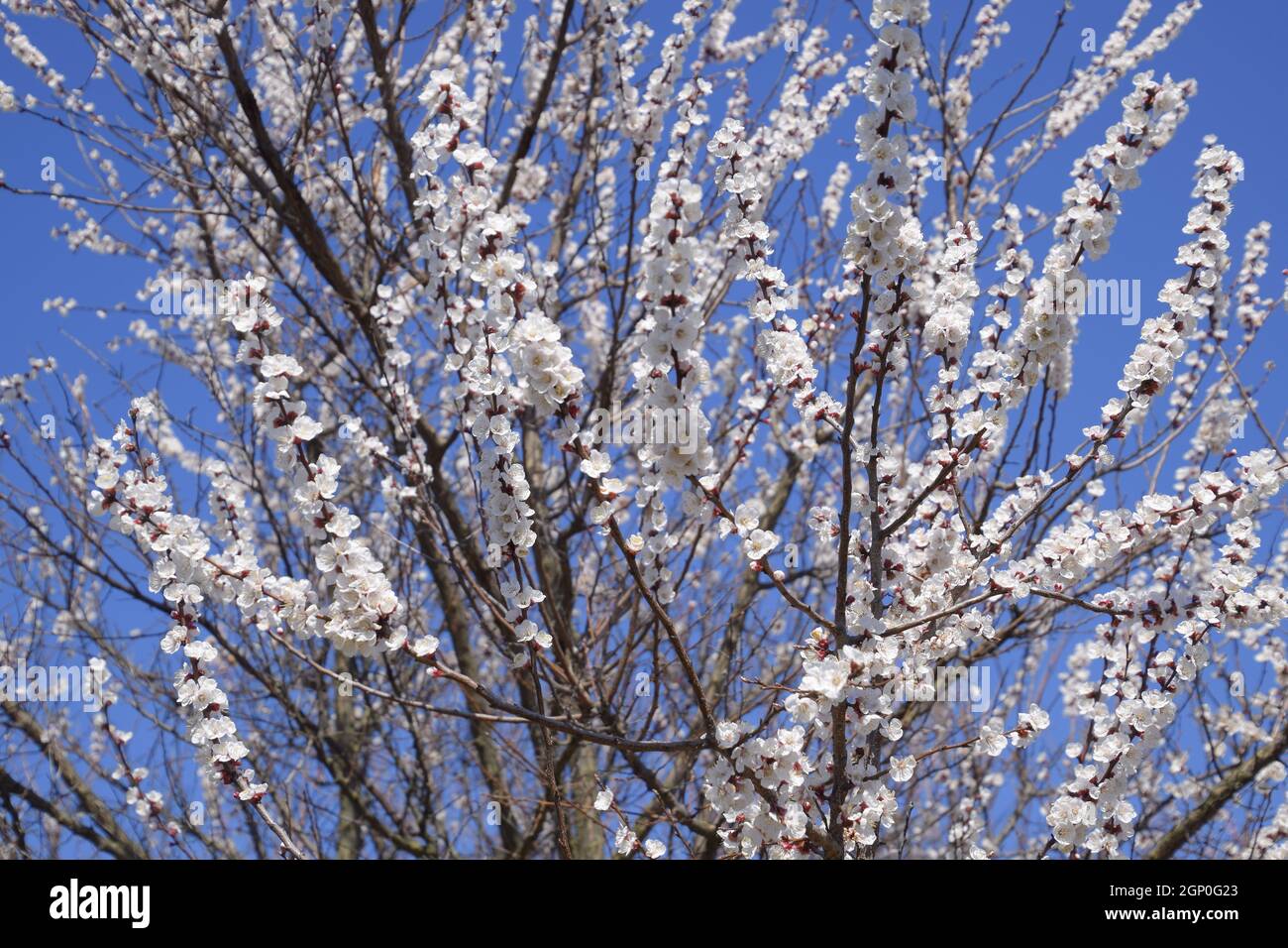 Blooming wild apricot in the garden. Spring flowering trees ...