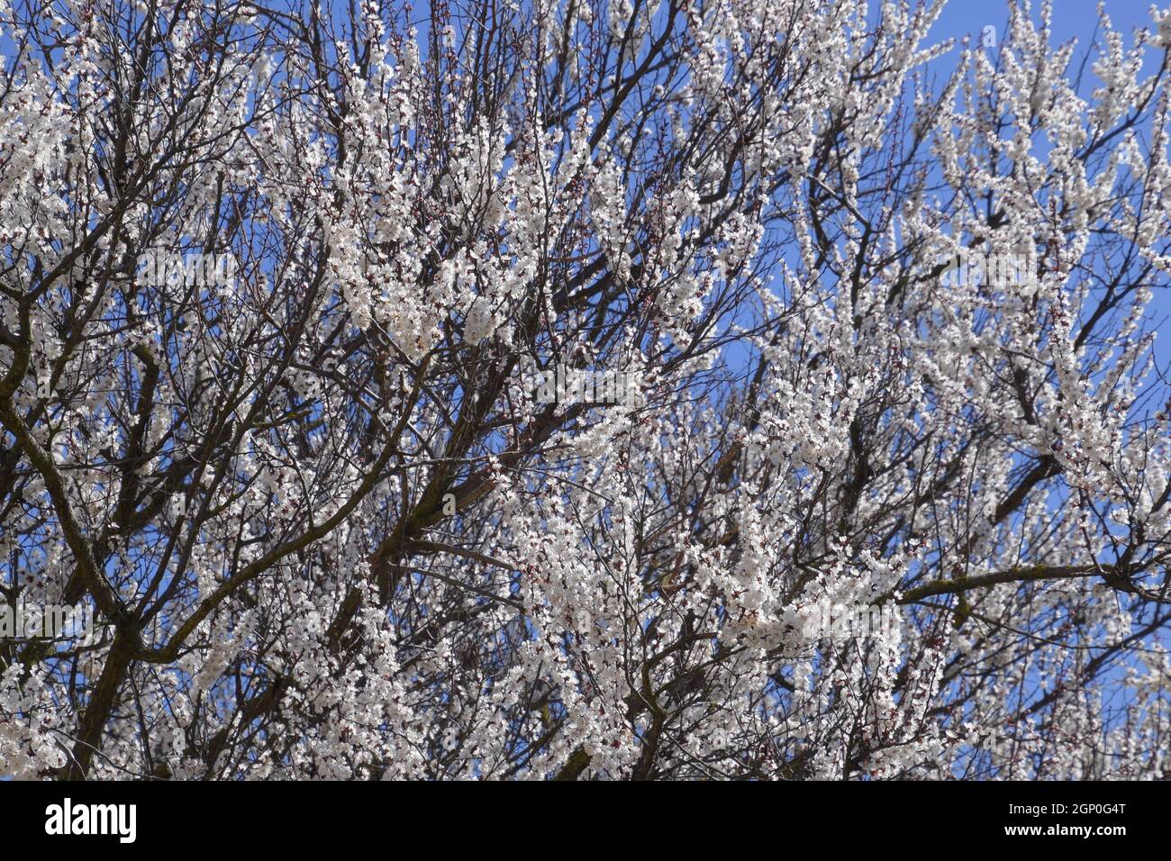 Blooming wild apricot in the garden. Spring flowering trees ...