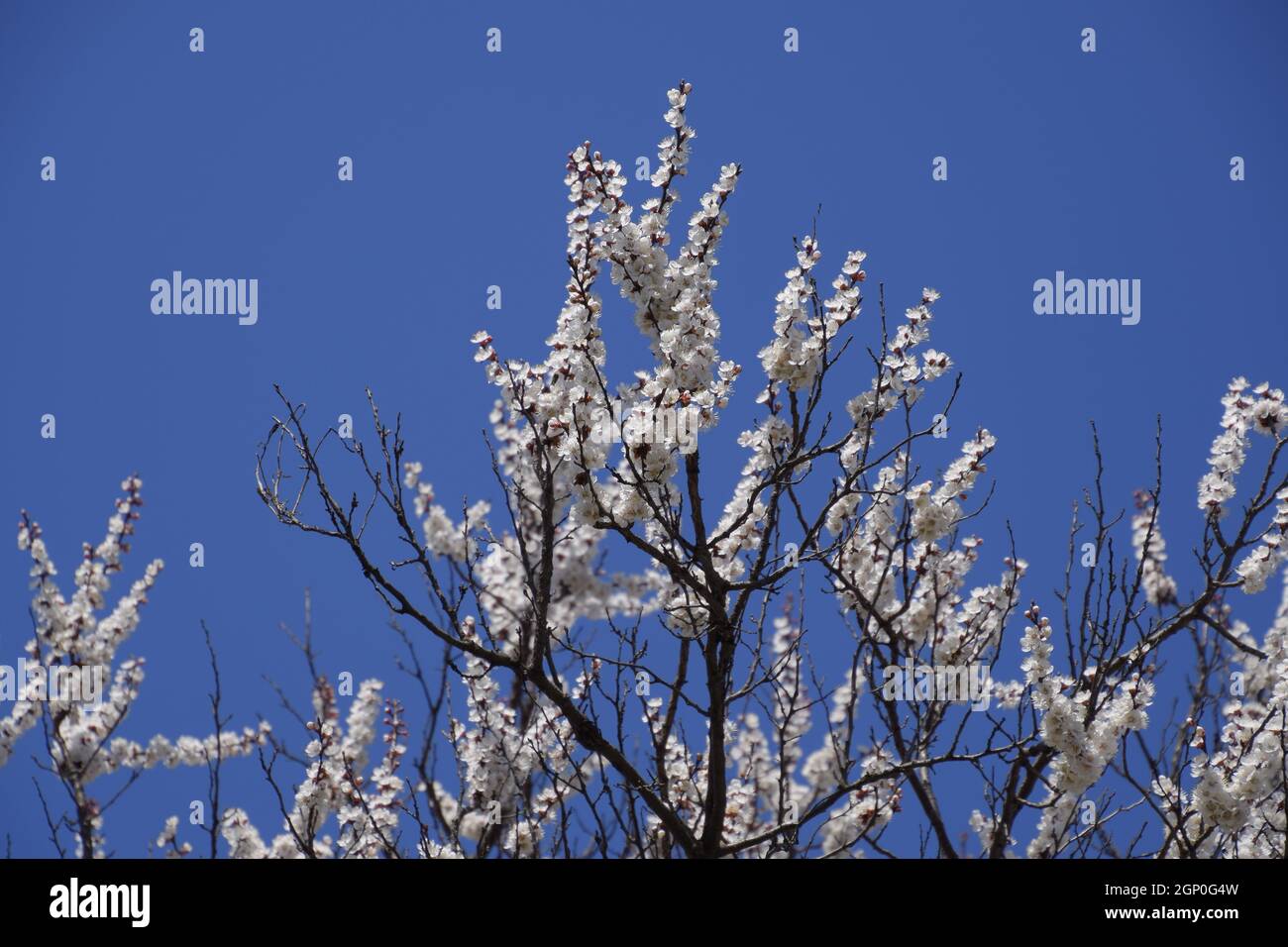 Blooming wild apricot in the garden. Spring flowering trees ...