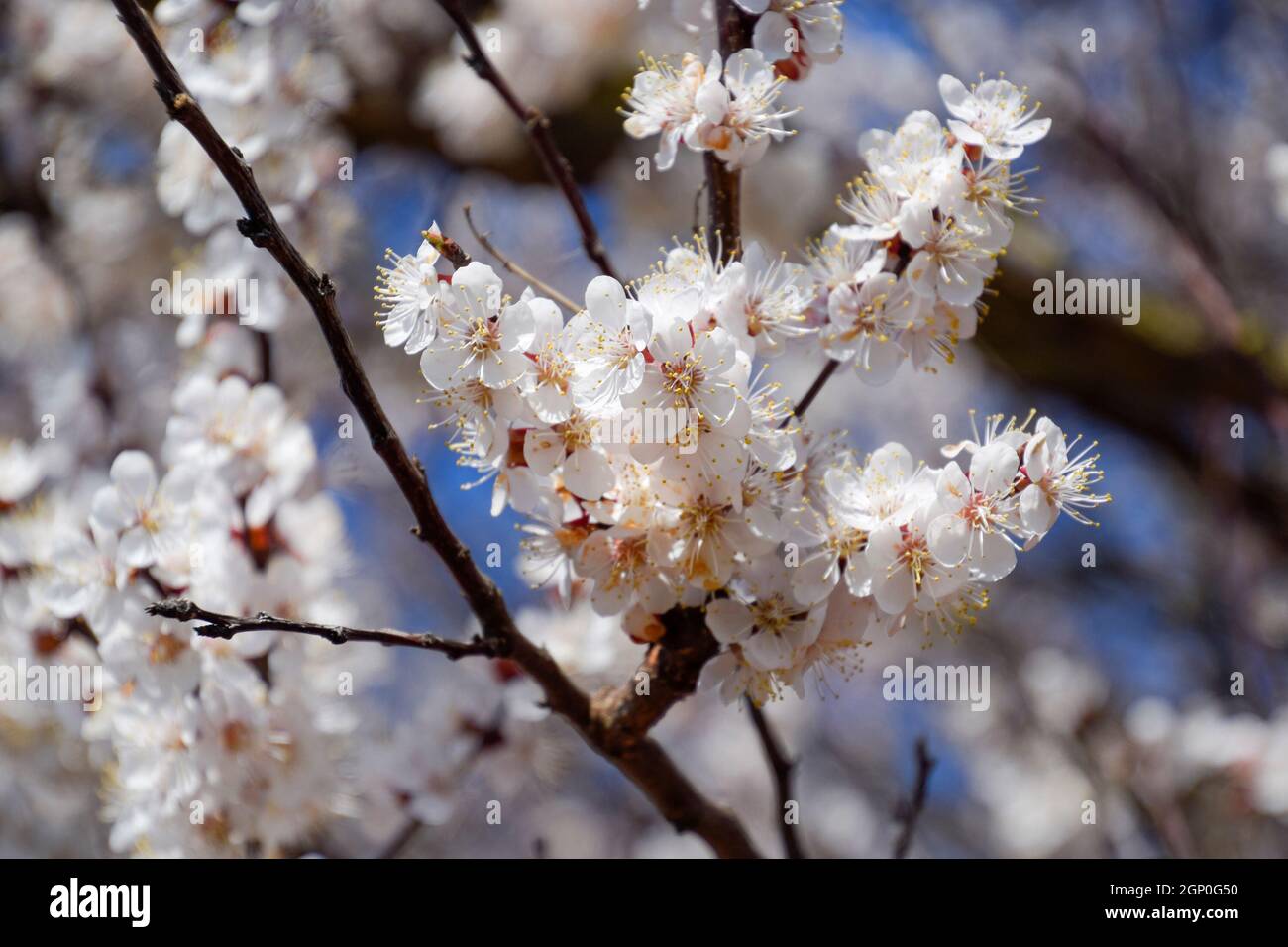 Blooming wild apricot in the garden. Spring flowering trees ...
