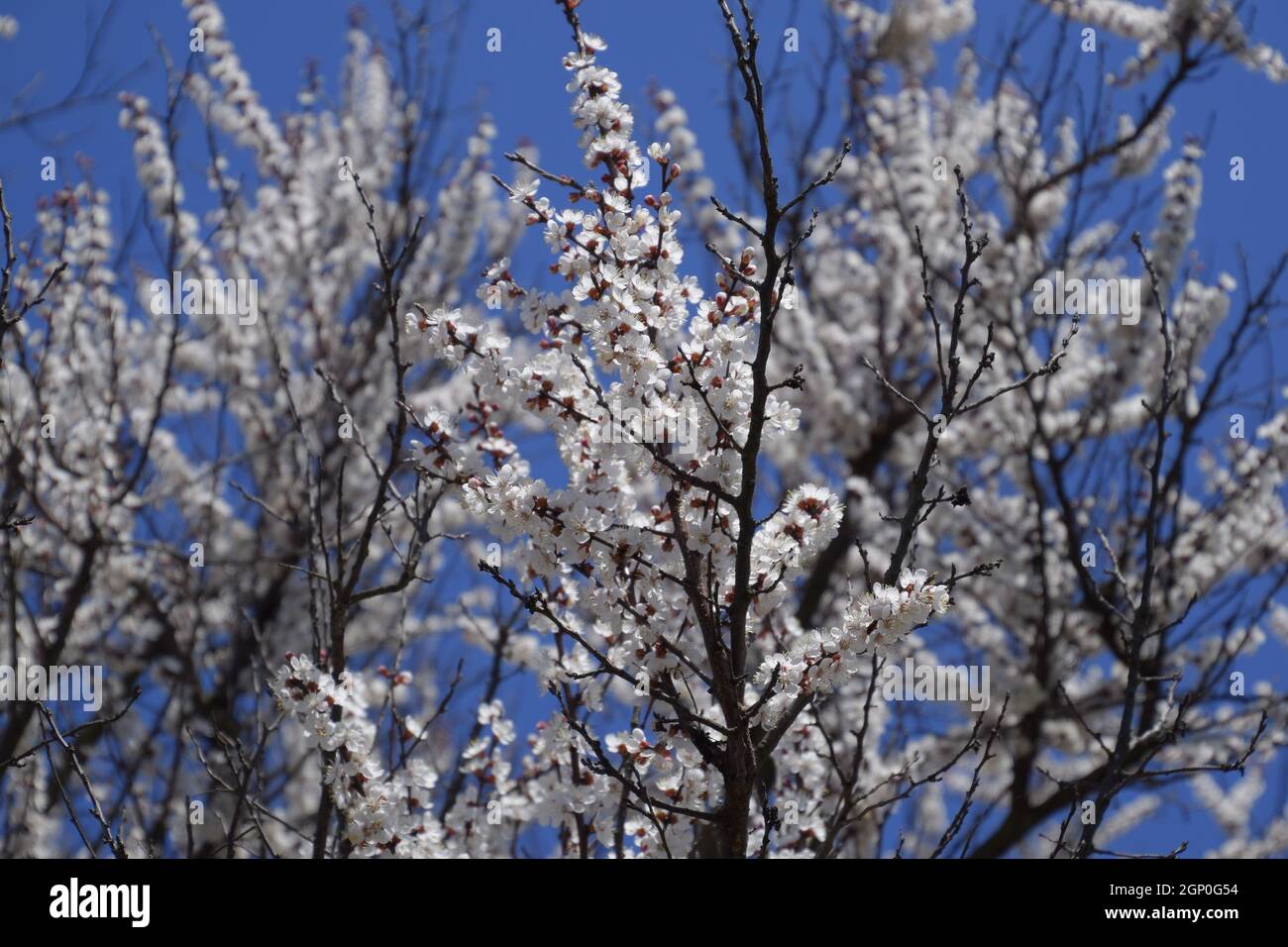 Blooming wild apricot in the garden. Spring flowering trees ...