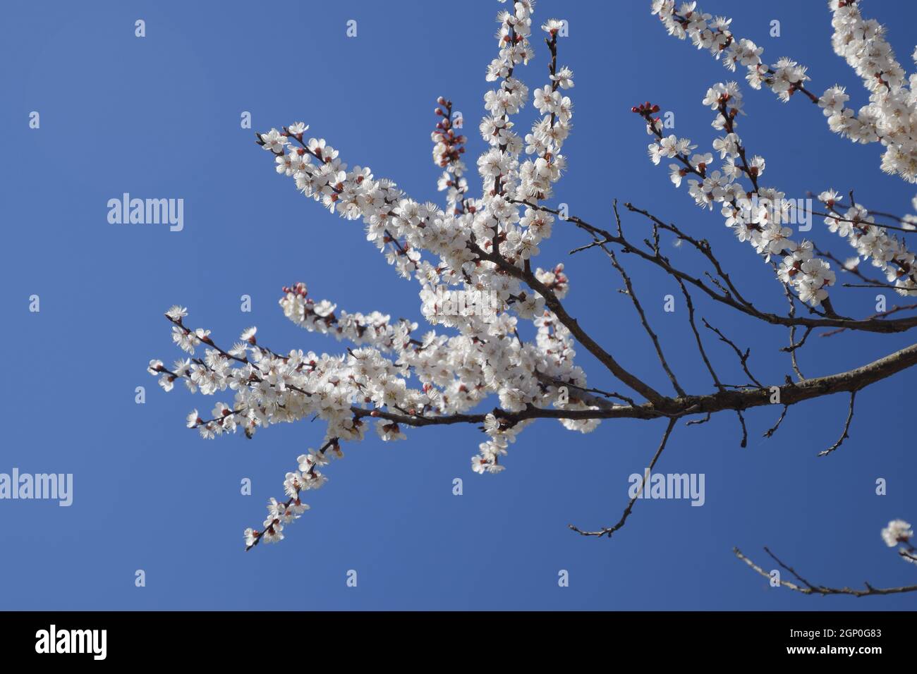 Blooming wild apricot in the garden. Spring flowering trees ...