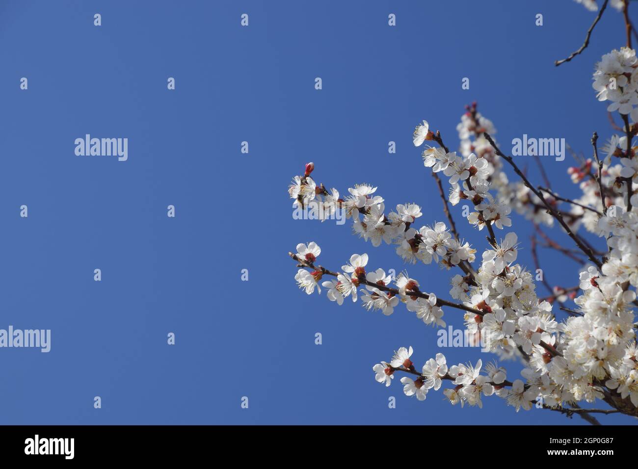 Blooming wild apricot in the garden. Spring flowering trees ...