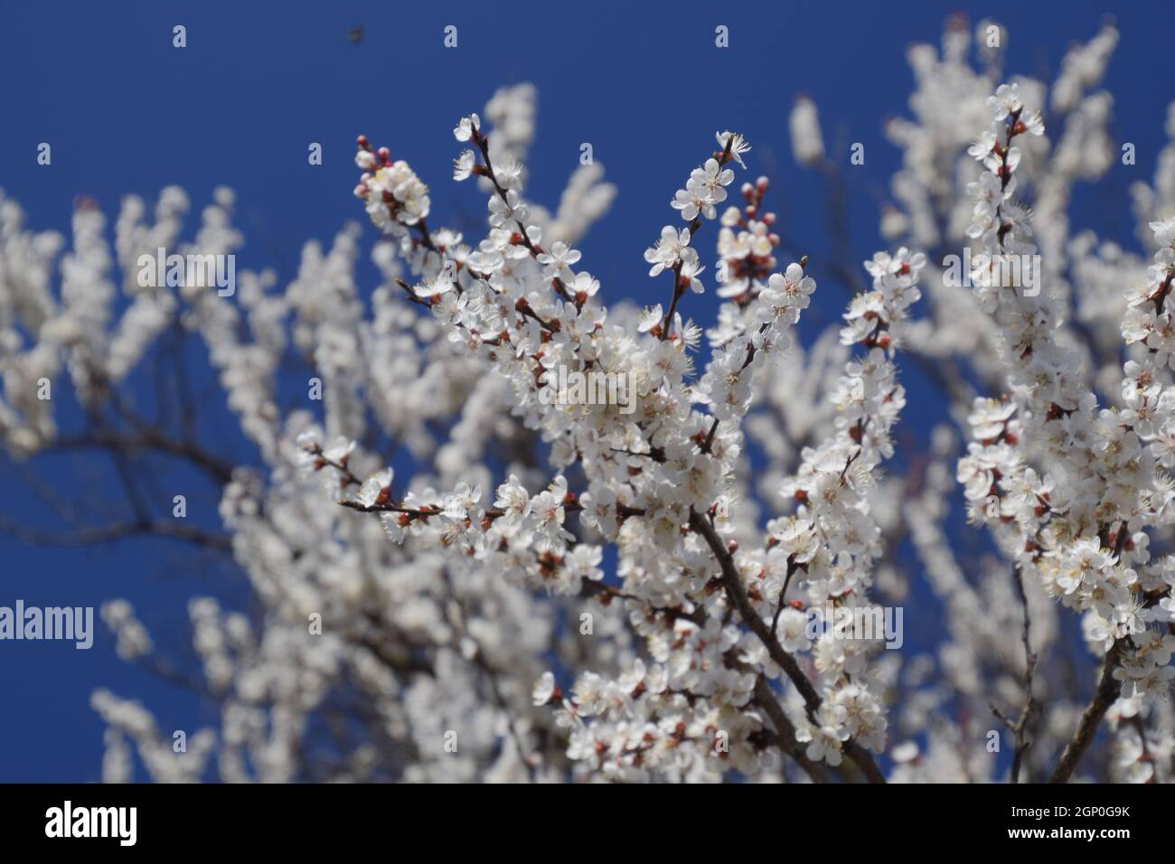 Blooming wild apricot in the garden. Spring flowering trees ...