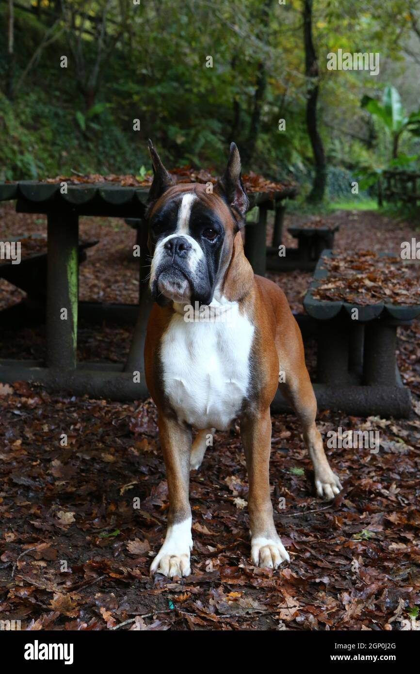 Awesome young boxer on a park in autumn Stock Photo - Alamy