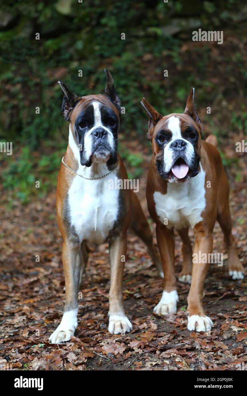 Awesome young boxers on a park in autumn Stock Photo - Alamy