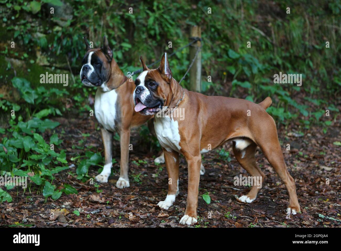 Awesome young boxers on a park in autumn Stock Photo - Alamy