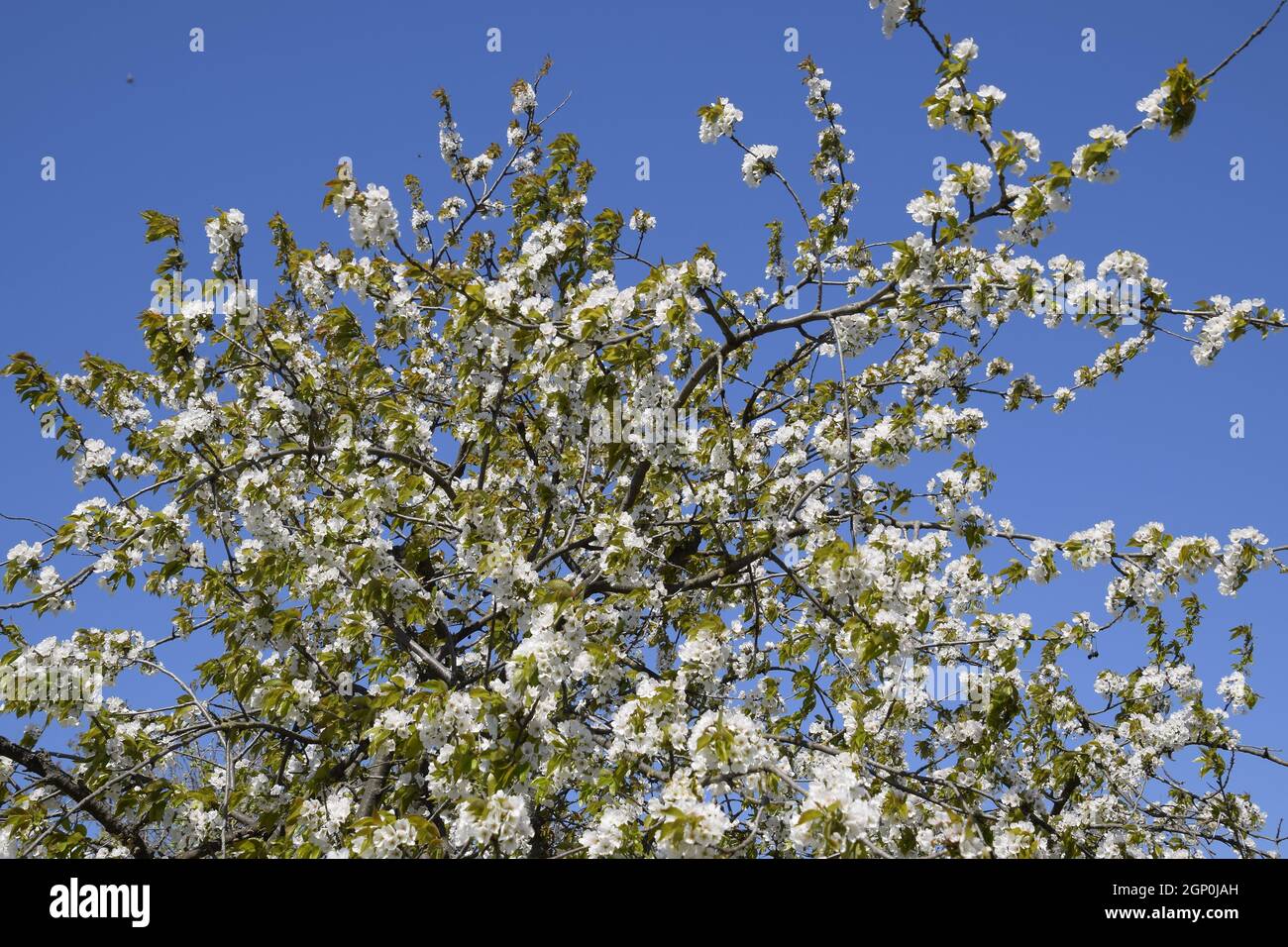 Prunus avium Flowering cherry. Cherry flowers on a tree branch Stock ...