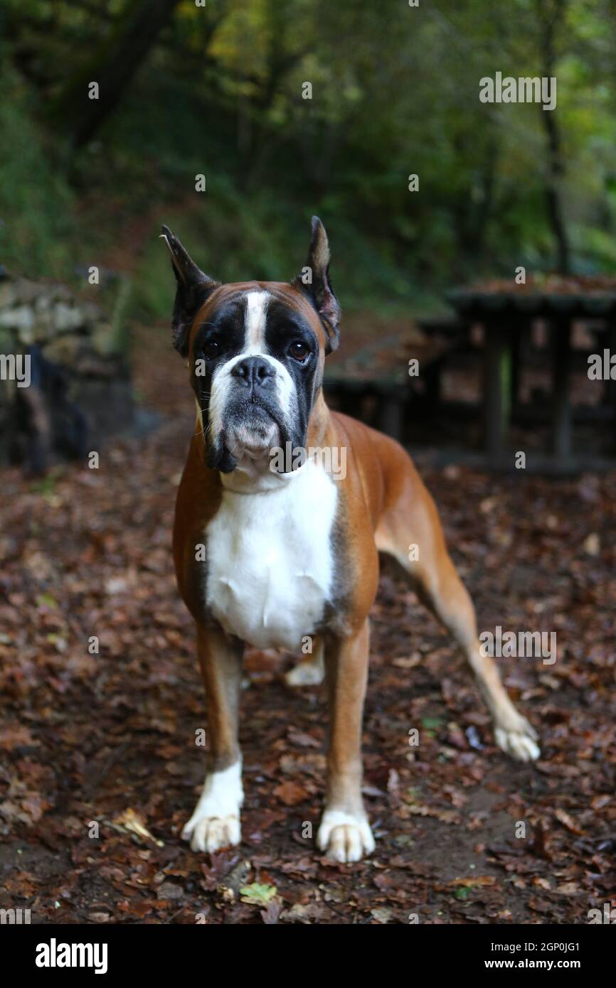 Awesome young boxer on a park in autumn Stock Photo - Alamy
