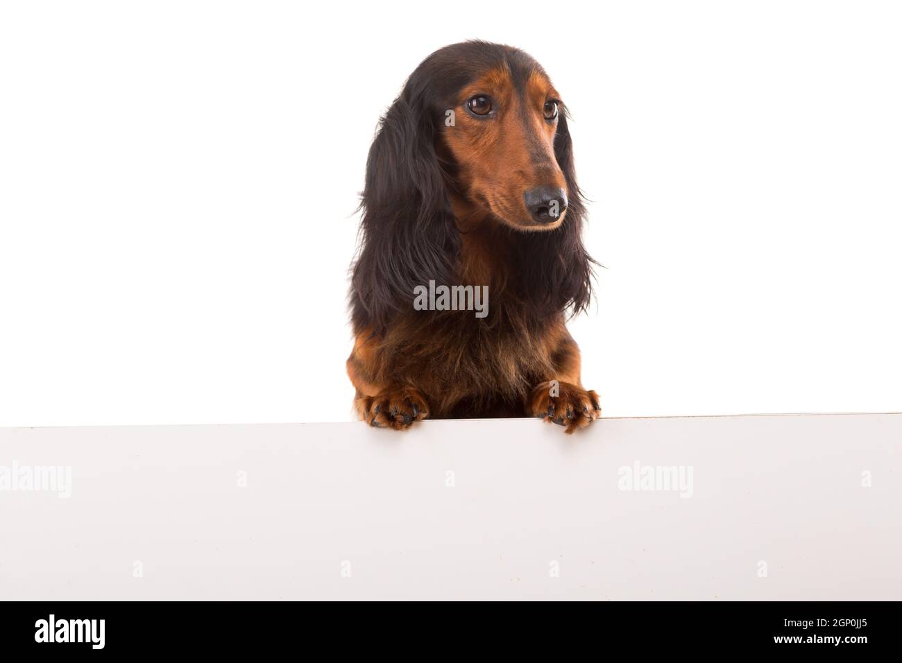 Teckel Funny High Resolution Stock Photography and Images - Alamy