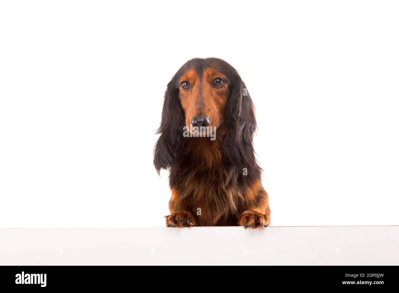 Funny Teckel Dachshund puppy over a white banner, isolated Stock Photo ...