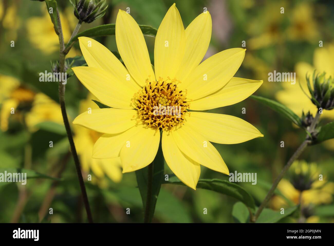 a beautiful flower of Helianthus "Lemon Queen" as a close-up with a ...