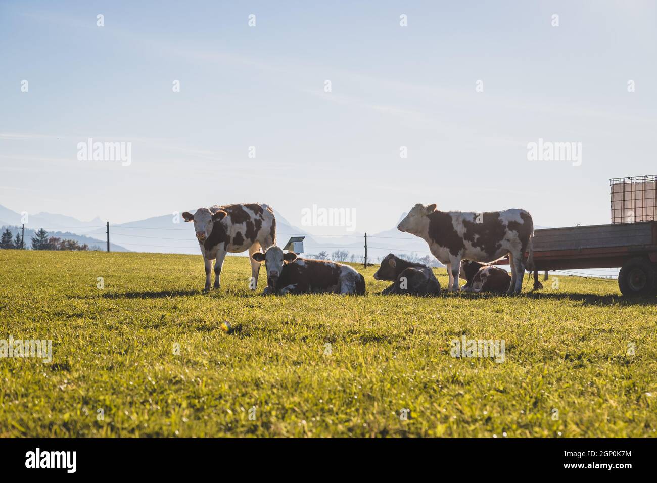 Happy cows are grazing on the green wide meadow Stock Photo - Alamy