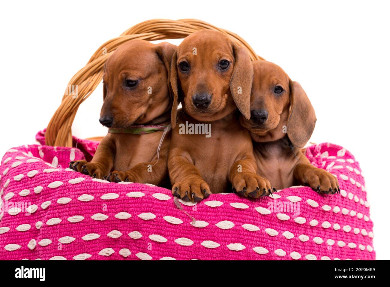 Studio shot of a group of beautiful teckel puppies, isolated over white ...