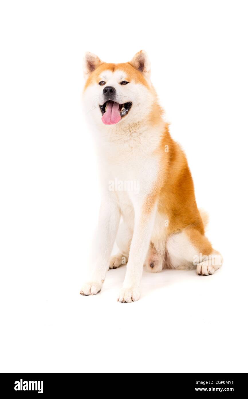 Studio shot beautiful akita Cut Out Stock Images & Pictures - Alamy