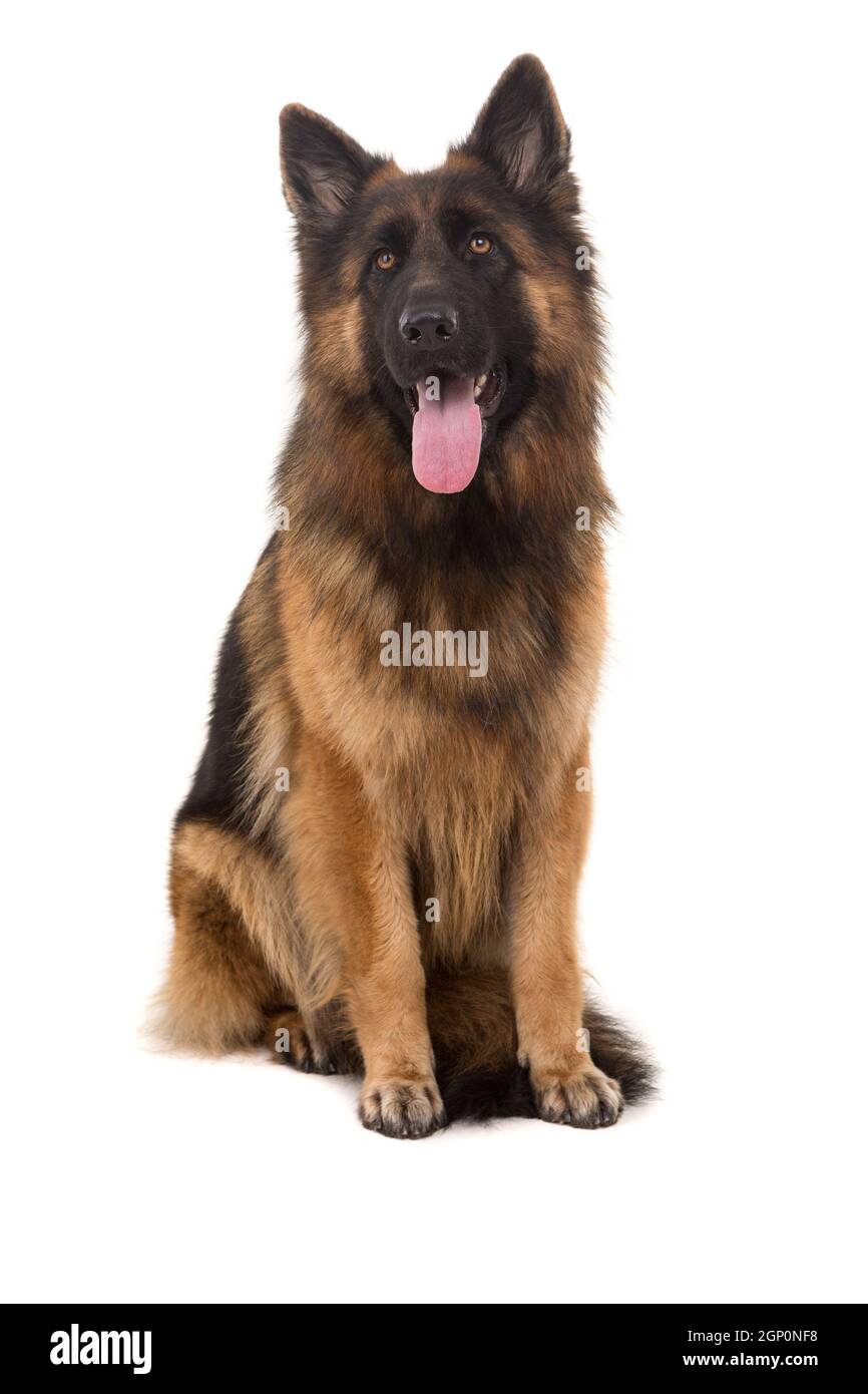 German Shepherd dog, isolated over white Stock Photo - Alamy