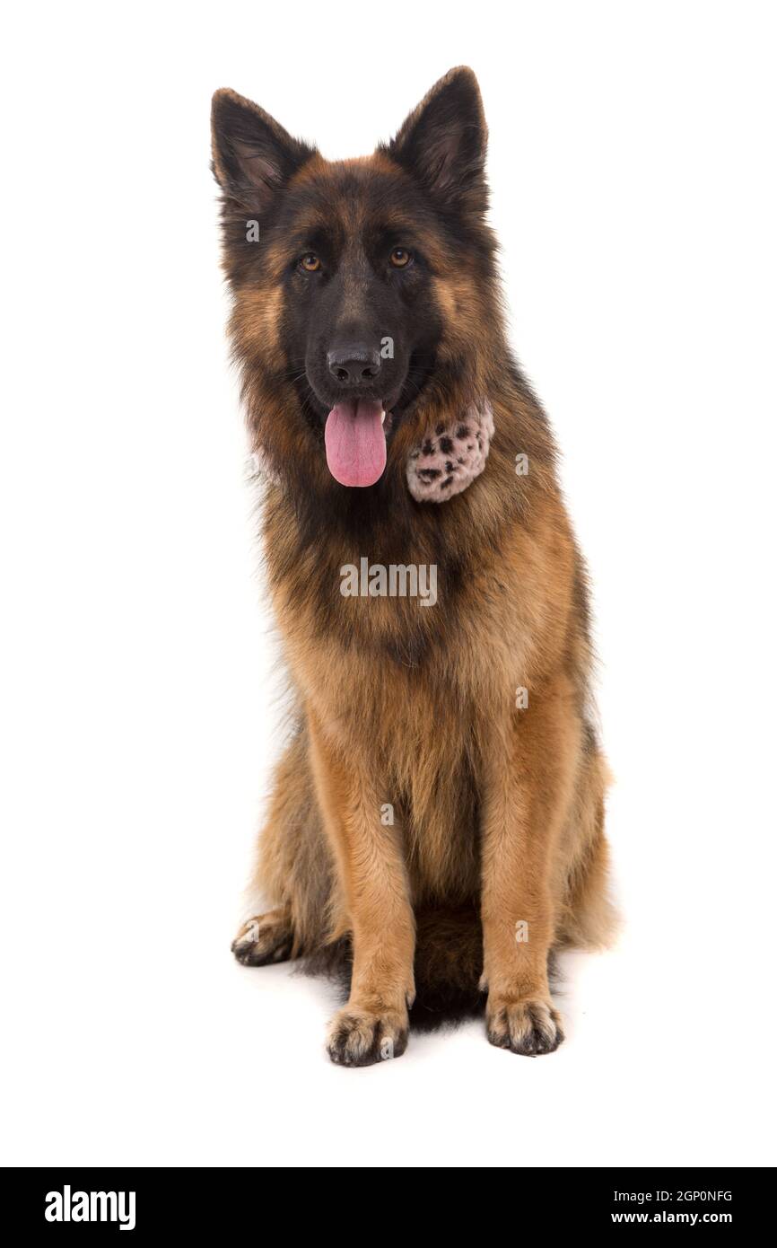 German Shepherd dog, isolated over white Stock Photo - Alamy