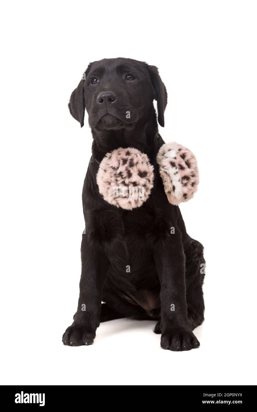 Studio photo of a baby labrador retriever, isolated over a white ...