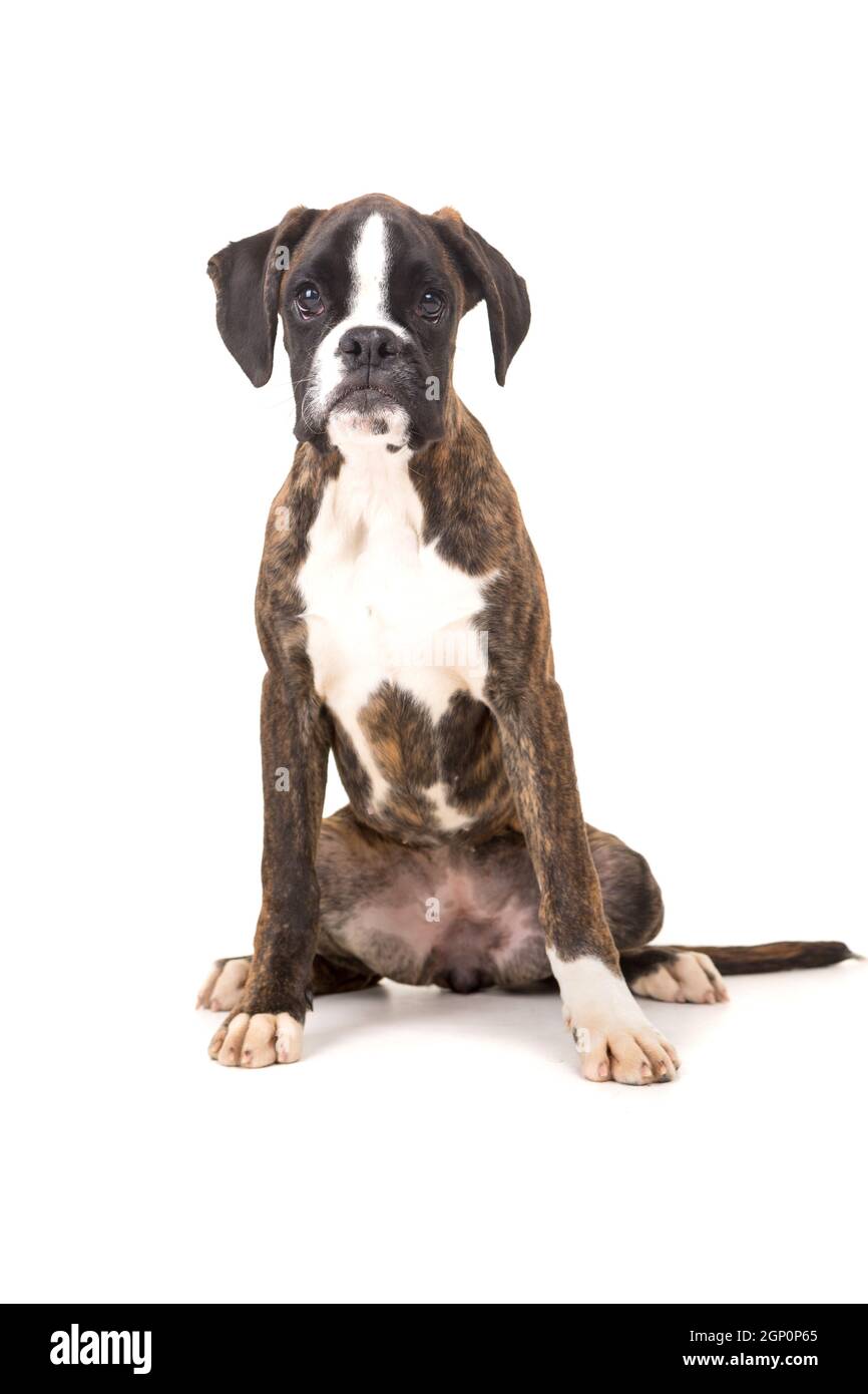 Studio photo of a baby boxer, isolated over white background Stock ...