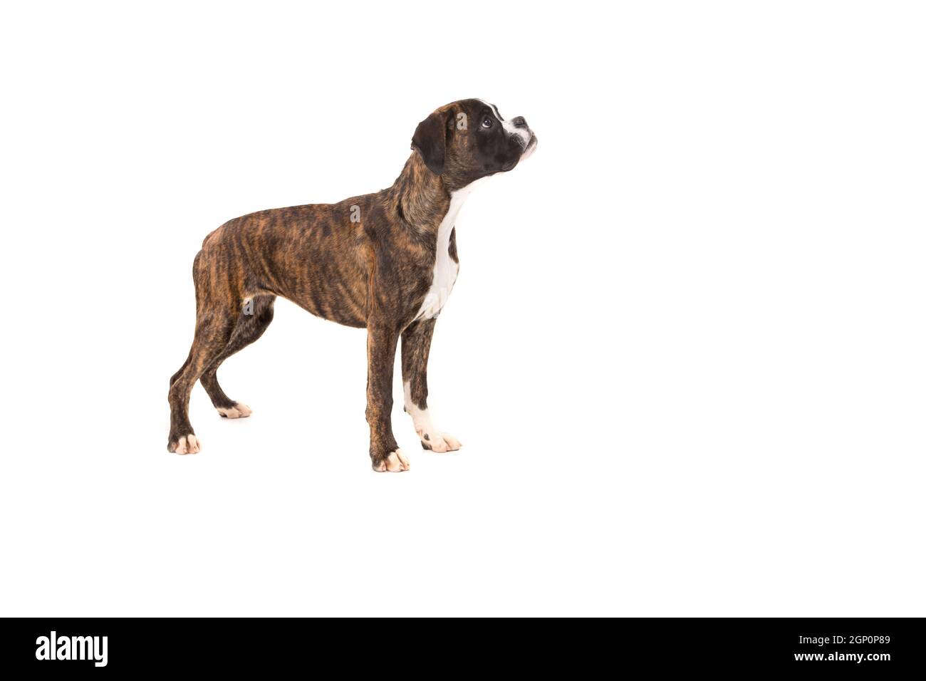 White Baby Boxer Dog