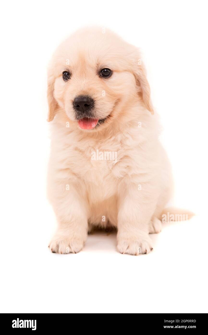 Cachorro Golden Retriever Bebe I Love Golden Retrievers