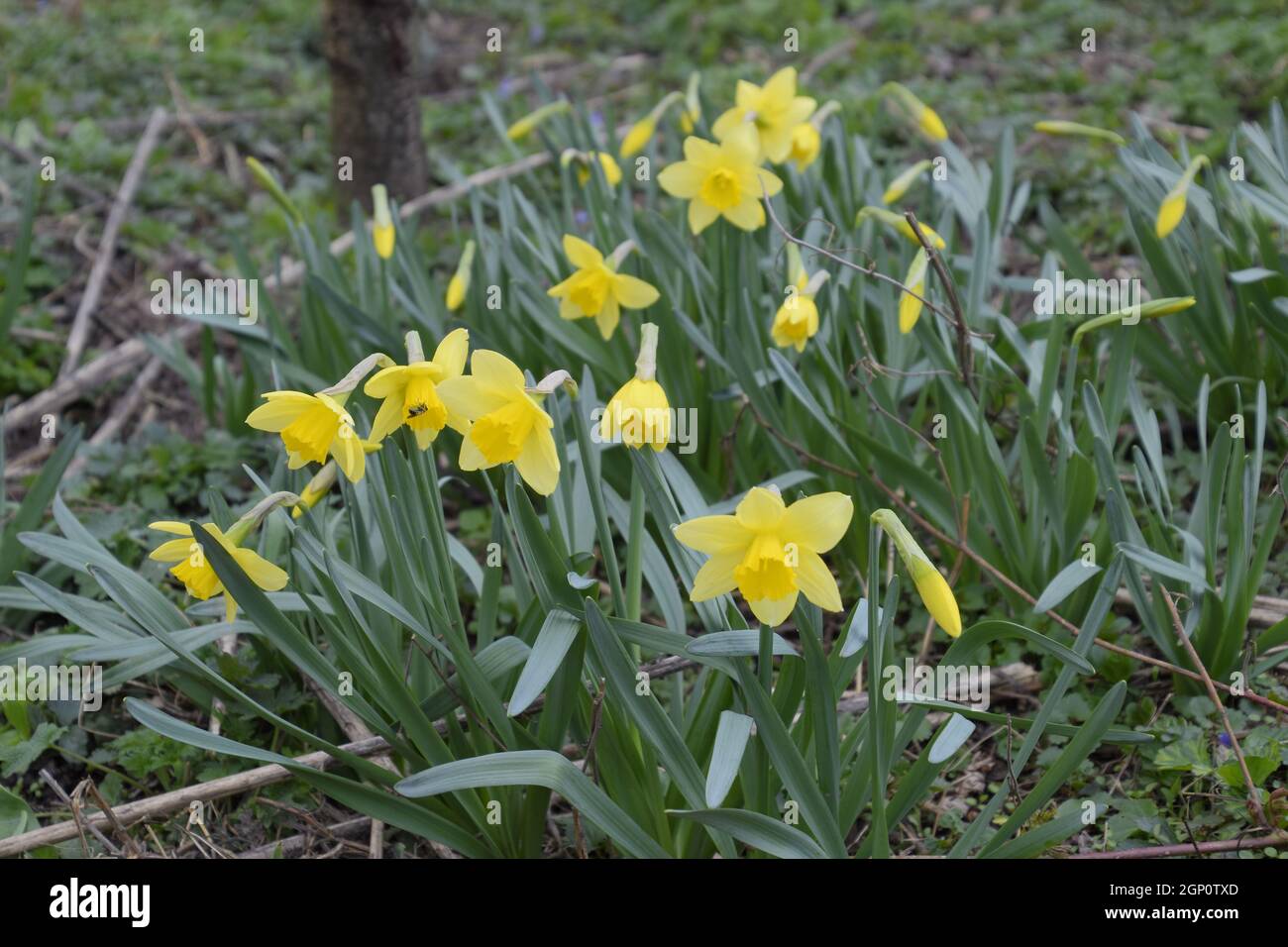 Flowers daffodil yellow. Spring flowering bulb plants in the flowerbed ...